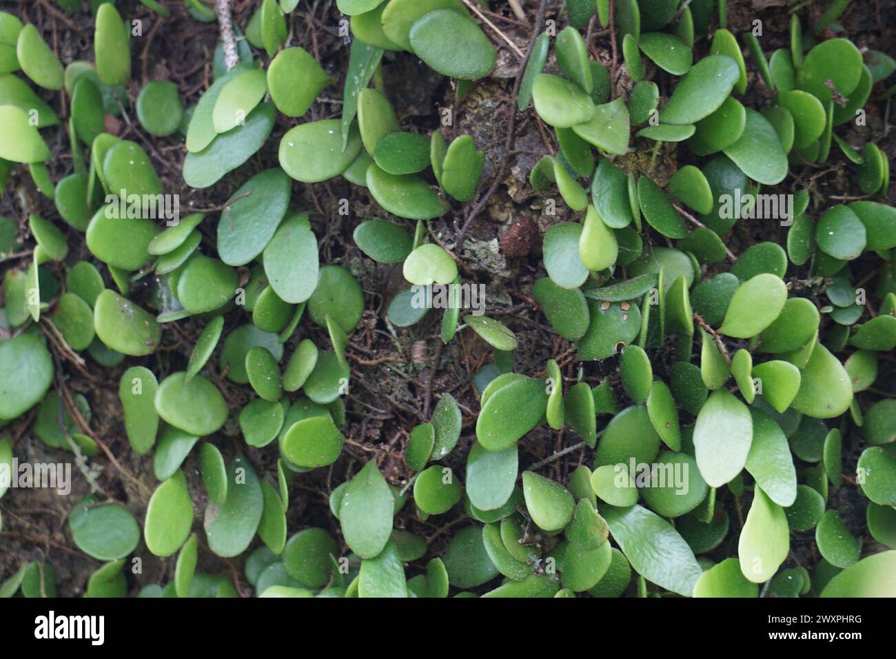 Pyrrosia rupestris (also called the rock felt fern) on the tree Stock ...