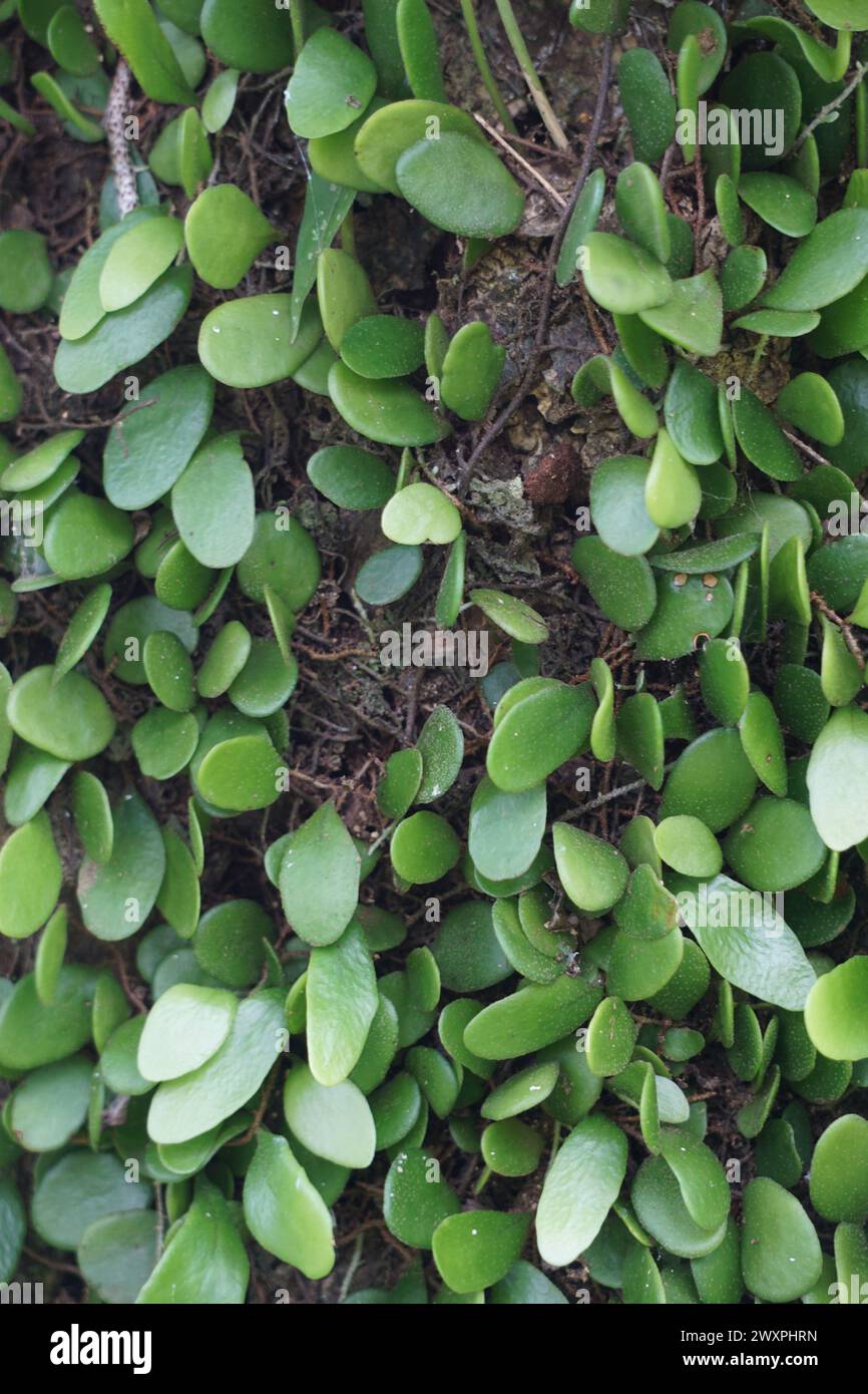 Pyrrosia rupestris (also called the rock felt fern) on the tree Stock ...