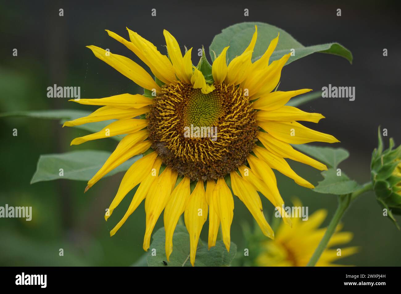 Sunflower (Helianthus annuus, bunga matahari) on the tree. Helianthus ...
