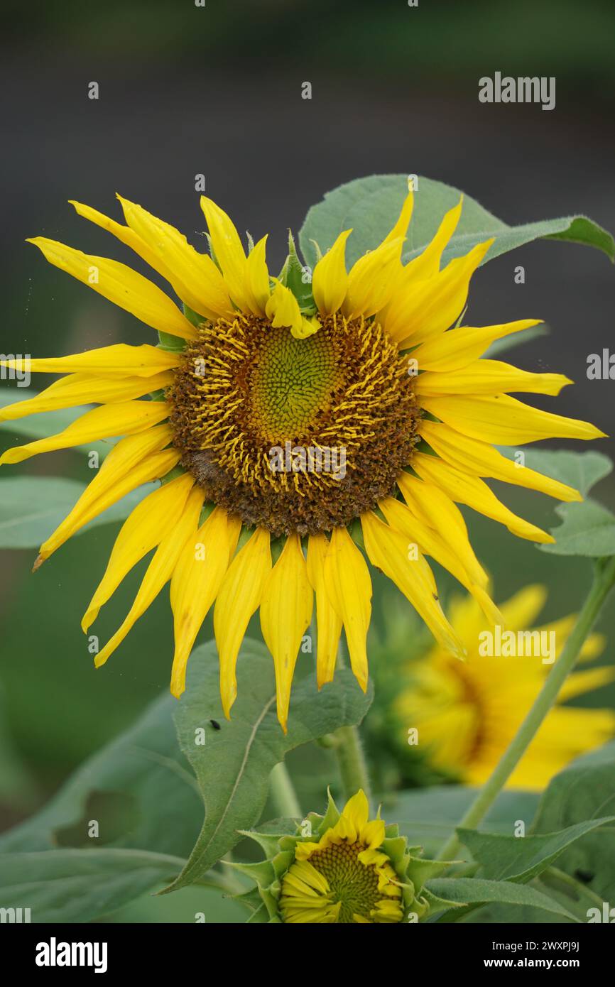 Sunflower (Helianthus annuus, bunga matahari) on the tree. Helianthus ...