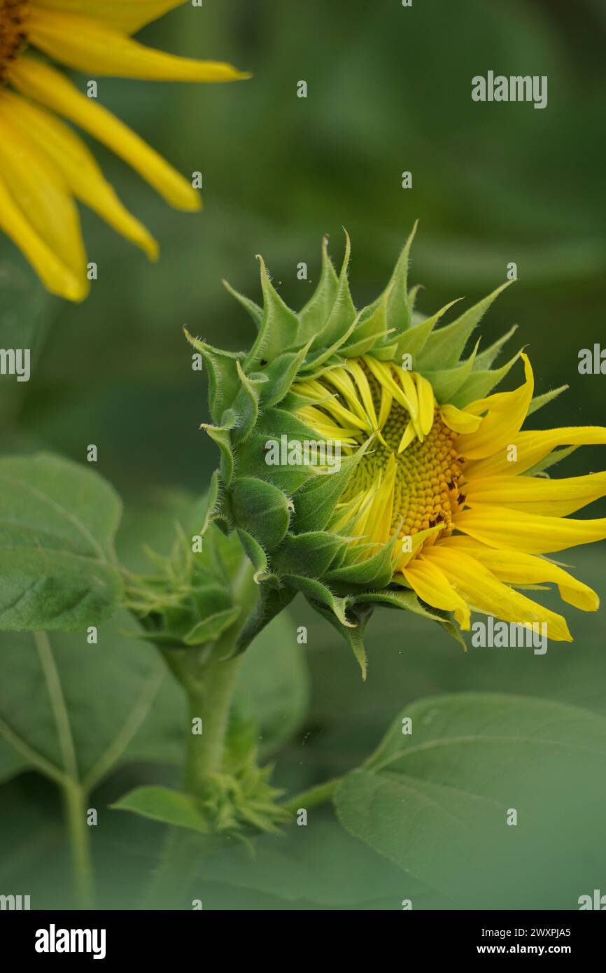 Sunflower (Helianthus annuus, bunga matahari) on the tree. Helianthus ...