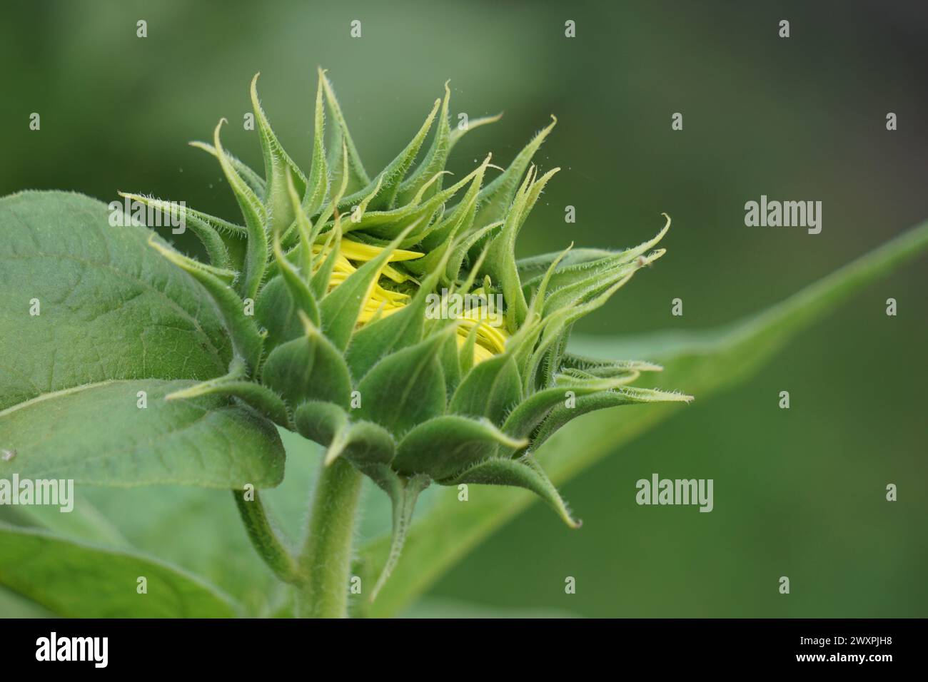 Helios flower hi-res stock photography and images - Alamy