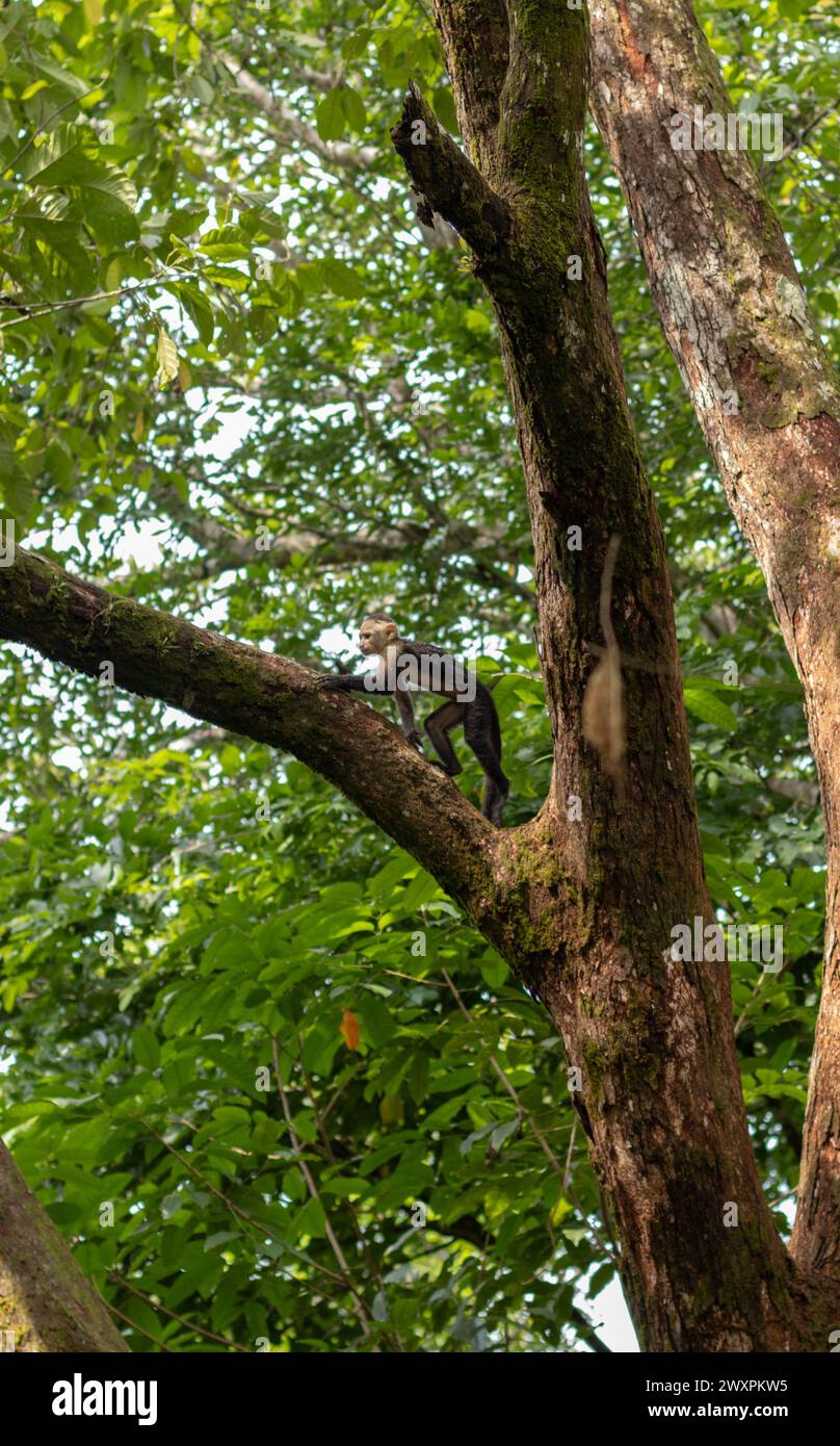 monkey climbing a tree in Costa Rica Stock Photo - Alamy
