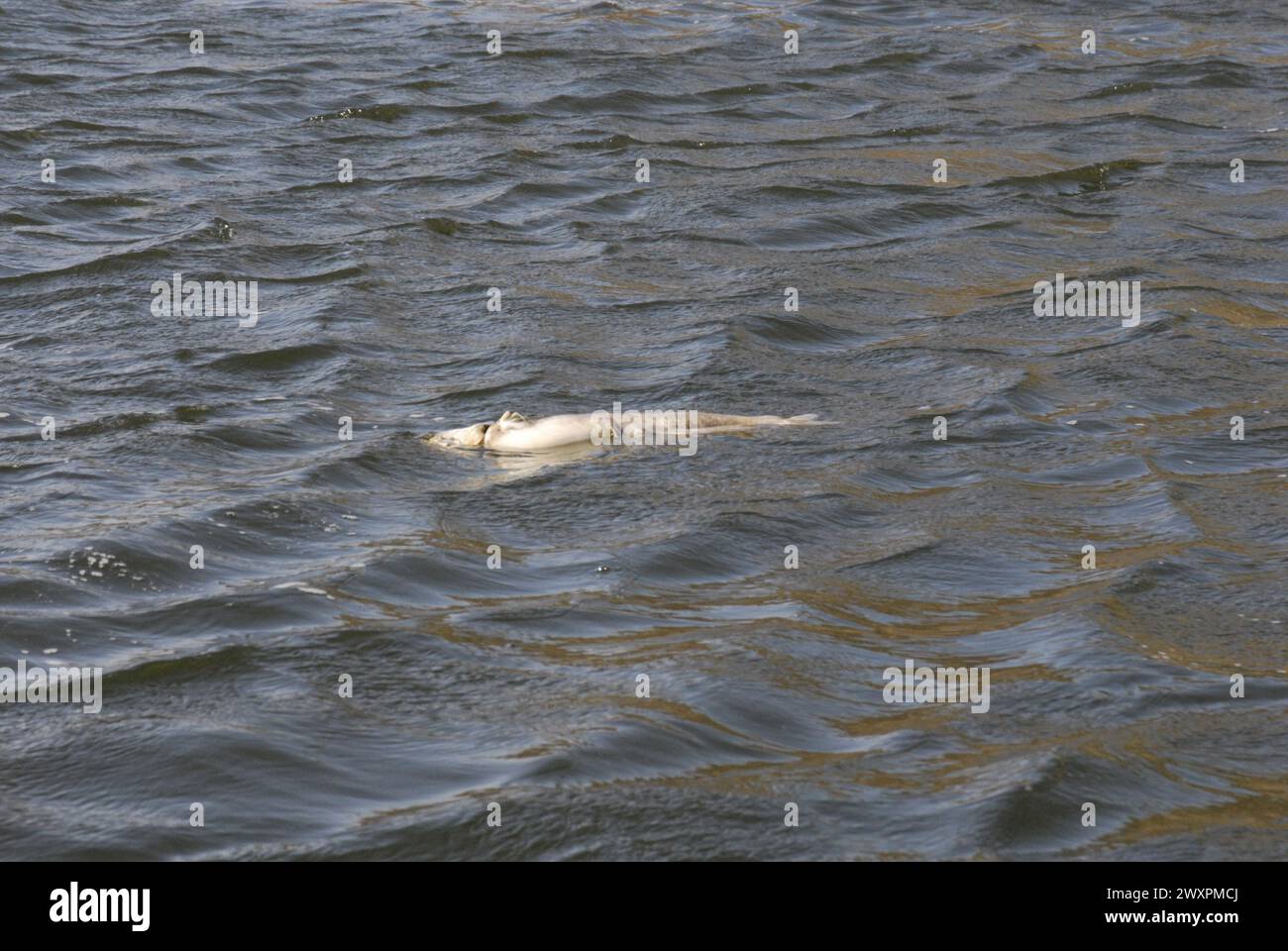 LEWISTON / IDAHO STATE/ USA . Life at snake river , rafting ,fishing ...
