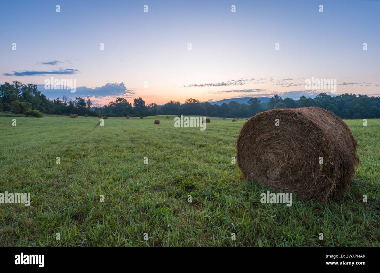 Freshly rolled hay bales rest in a farm field on a late summer morning ...