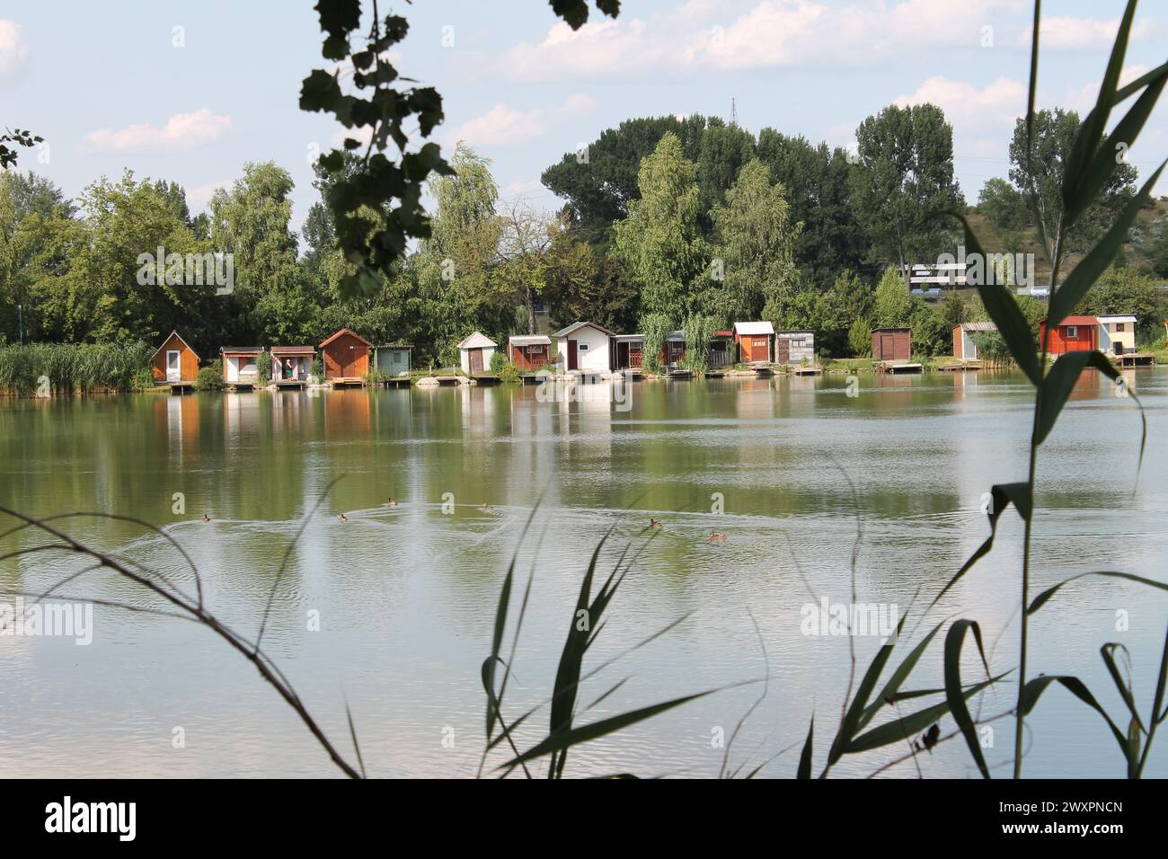Fishing lake landscape with ducks Stock Photo - Alamy