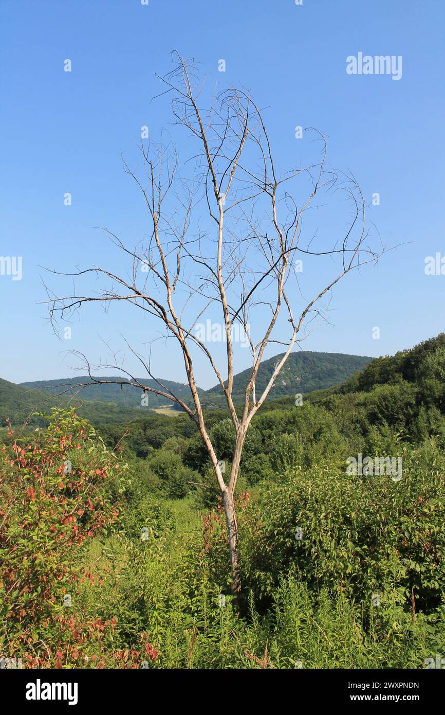 Leafless tree at summer hi-res stock photography and images - Alamy