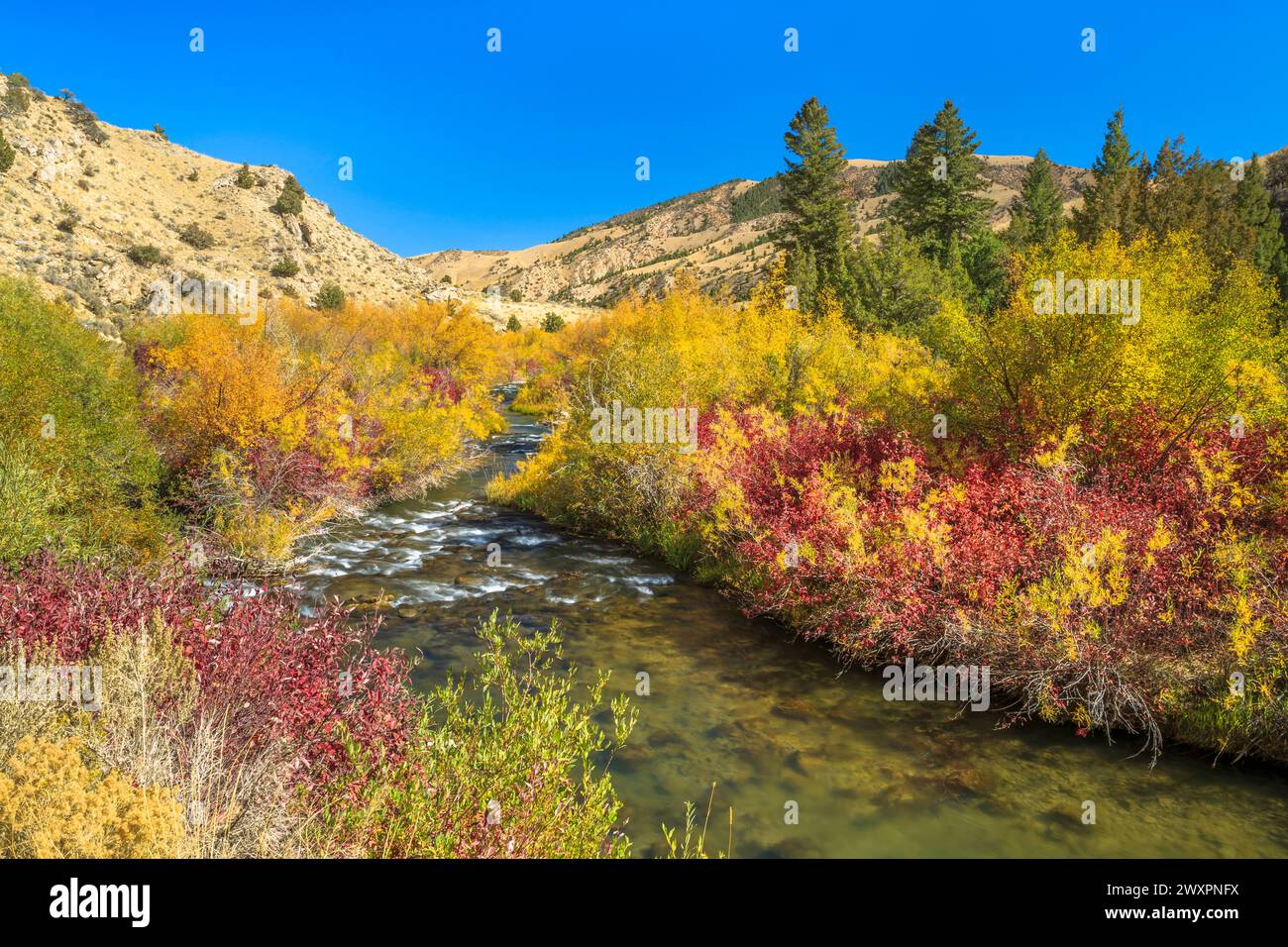 fall colors along big sheep creek in the foothills of the tendoy ...