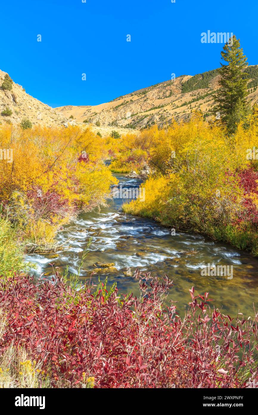 fall colors along big sheep creek in the foothills of the tendoy ...