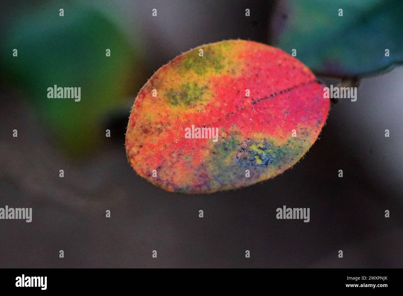 Vibrant leaf displaying early fall colors in nature Stock Photo - Alamy