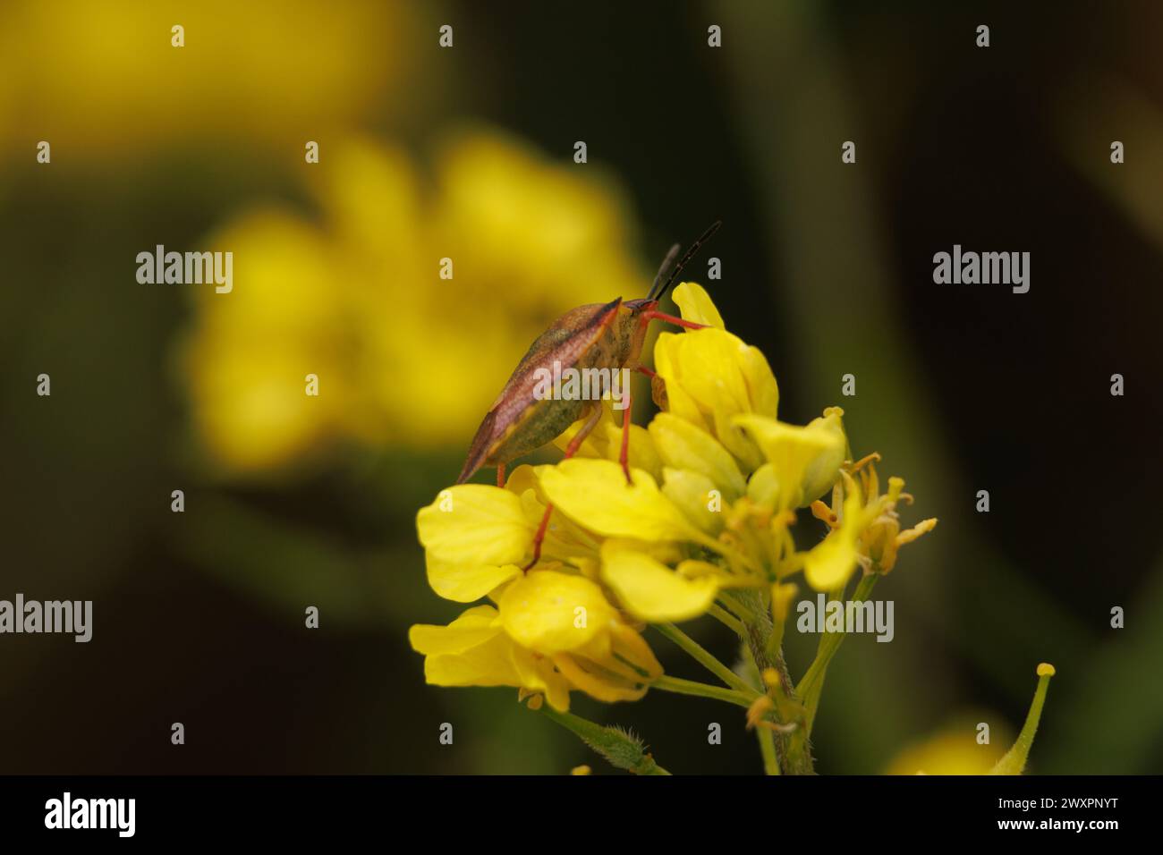 Side of Bug Carpocoris mediterraneus on leaves of white mustard plant ...