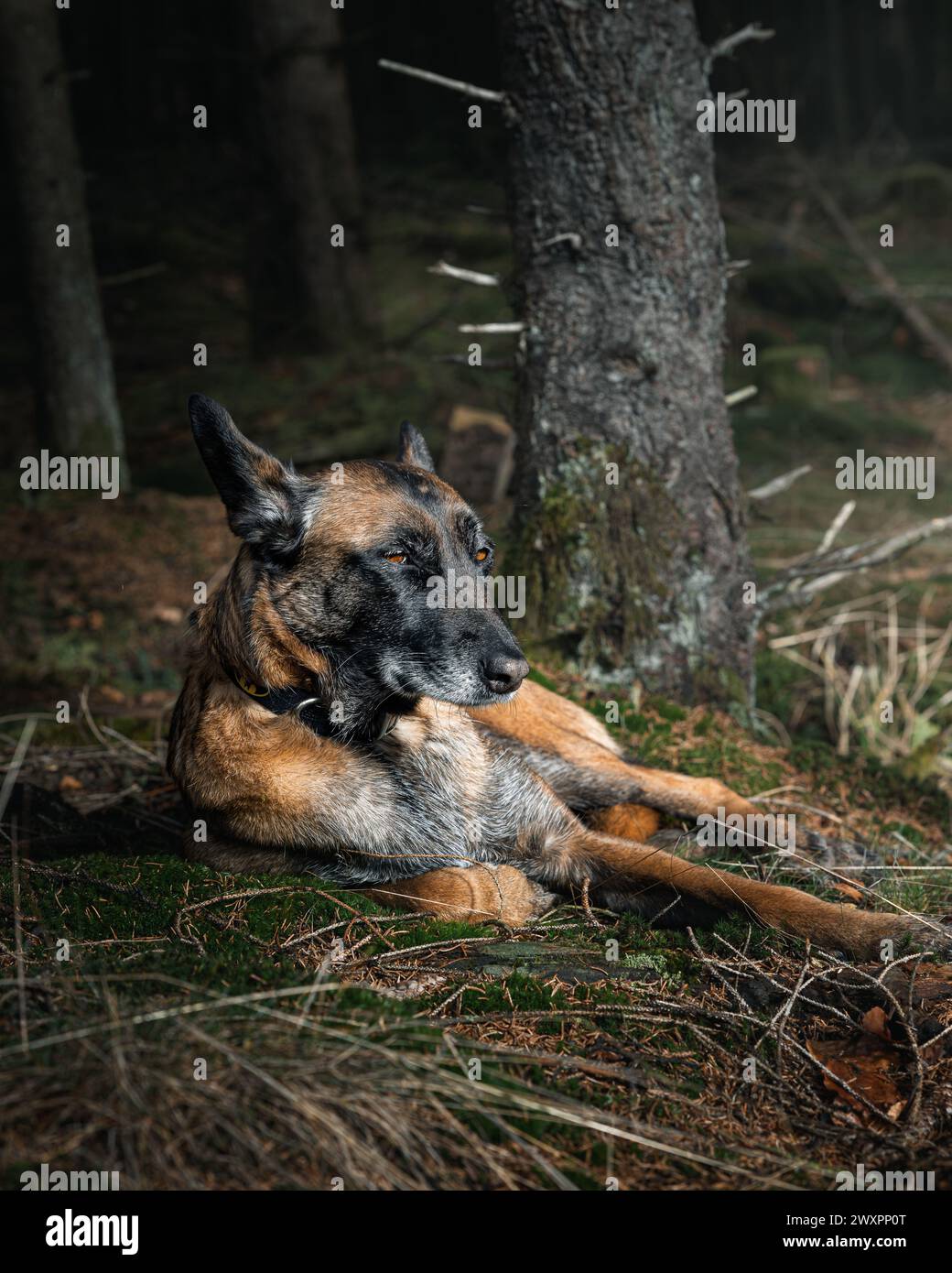 Dog under tree shade hi-res stock photography and images - Alamy
