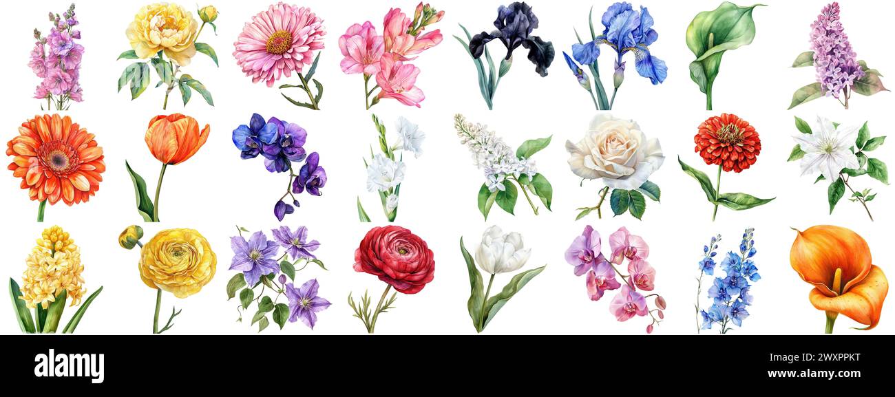 Watercolor flower set isolated background. Various floral collection of ...