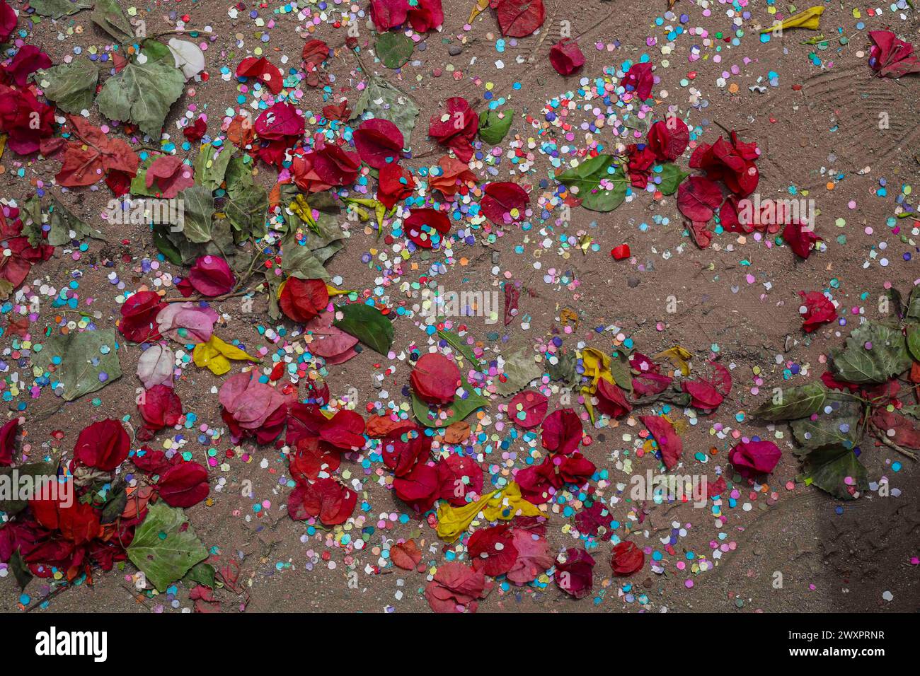 HERMOSILLO, MEXICO - MARCH 30: Detail of bougainvillea flowers on the ...