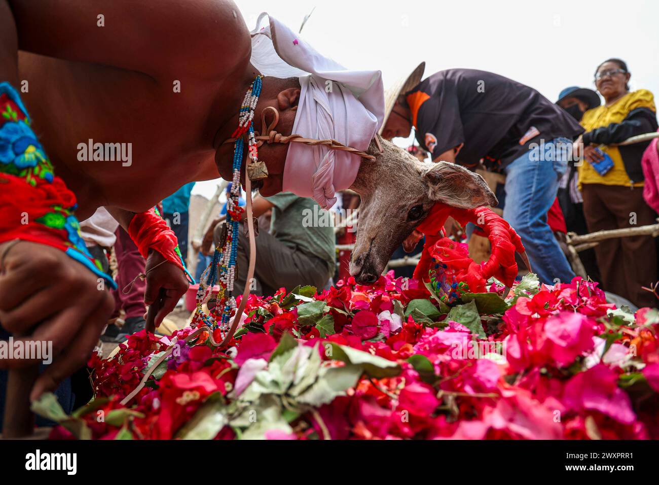 HERMOSILLO, MEXICO - MARCH 30: A man performs the deer dance moving the ...