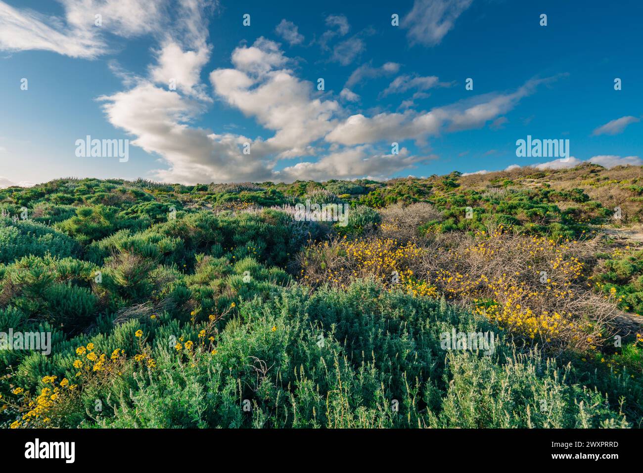Wilderness area. Shrubs, and wildflowers. Colony of Silvery Lupine ...