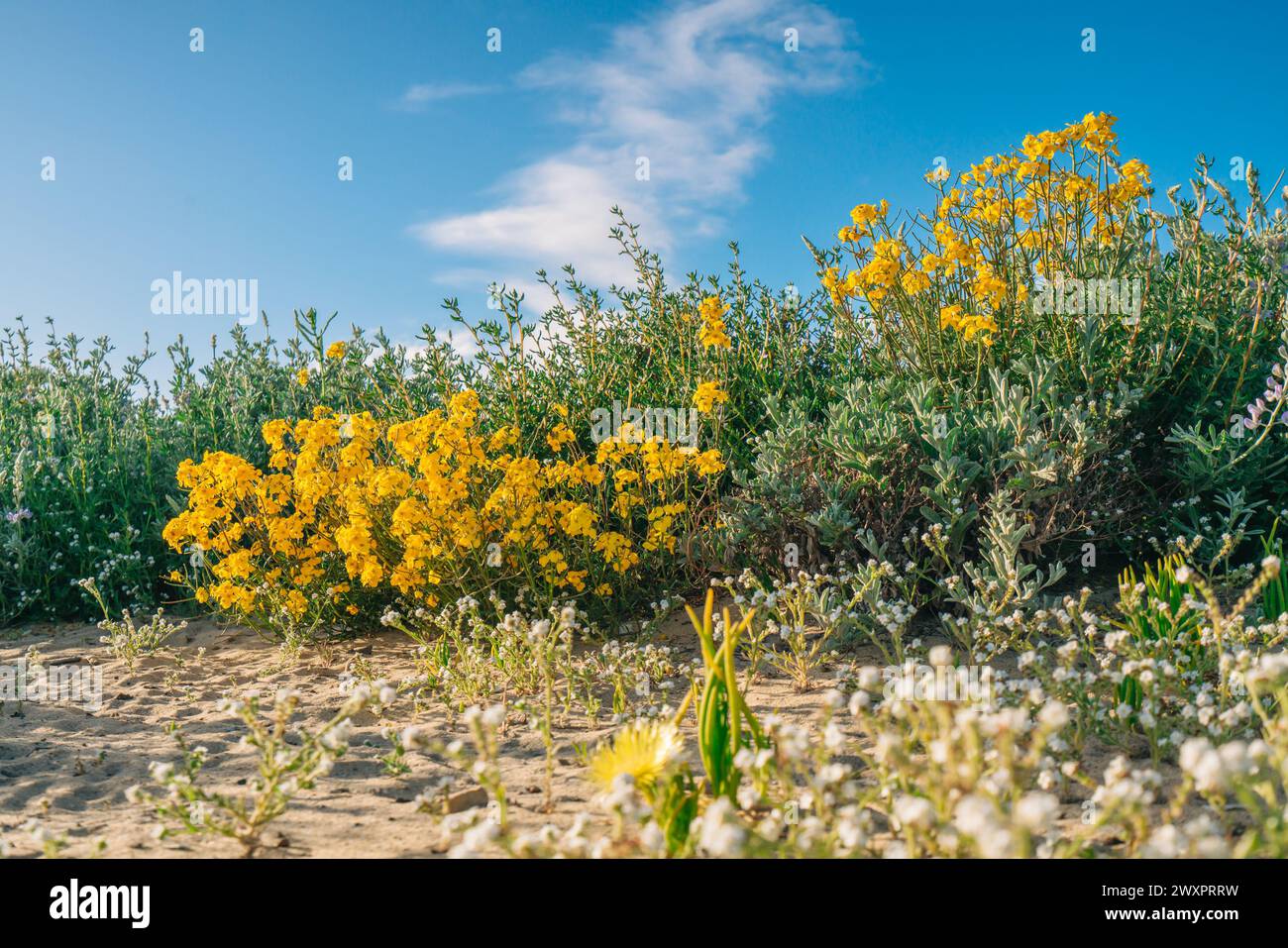 Western Wallflower (Erysimum capitatum), bright yellow wildflowers in ...