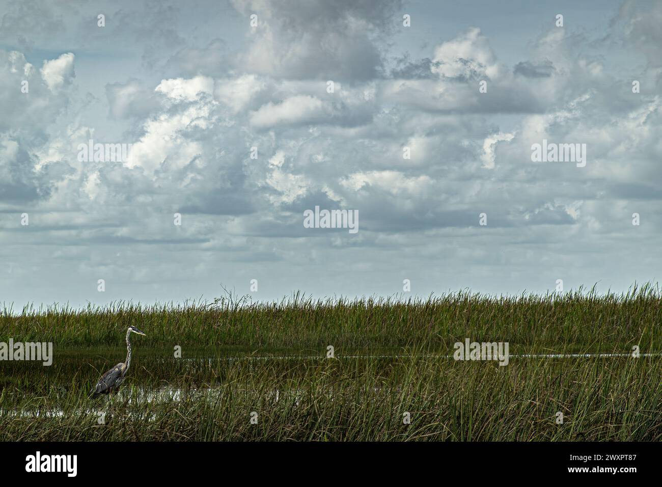 Everglades, Florida, USA - July 29, 2023: Greenish gray, white anhinga ...