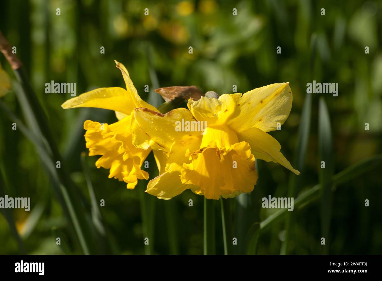 Spring blooms cluster hi-res stock photography and images - Alamy