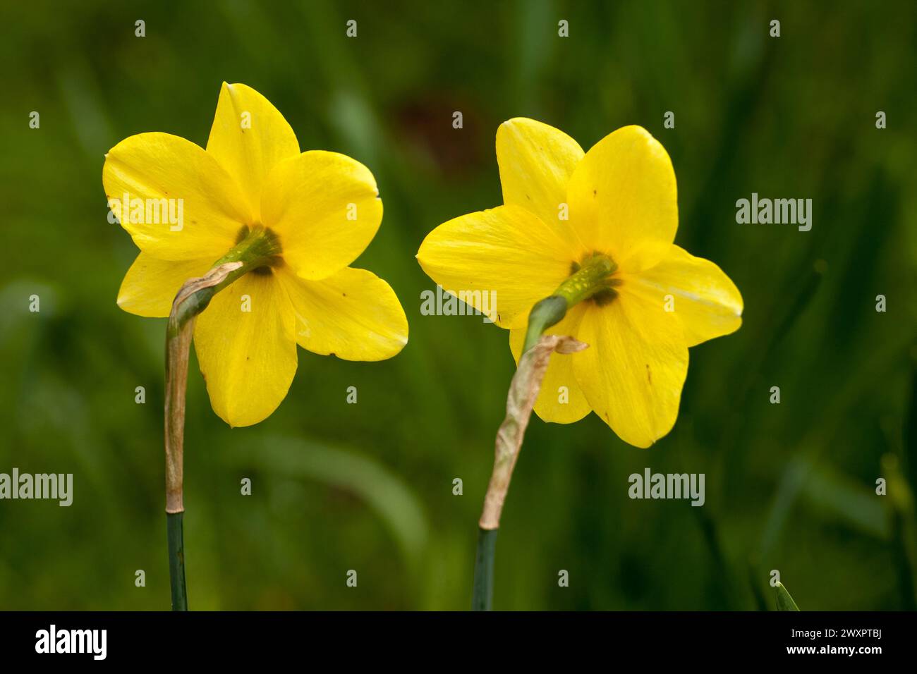 Most attractive blooms hi-res stock photography and images - Alamy