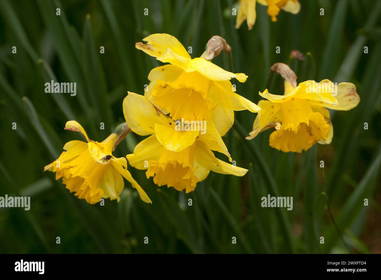 Most attractive blooms hi-res stock photography and images - Alamy