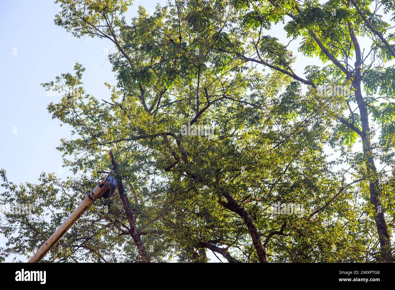 Branch pruning innovation hi-res stock photography and images - Alamy