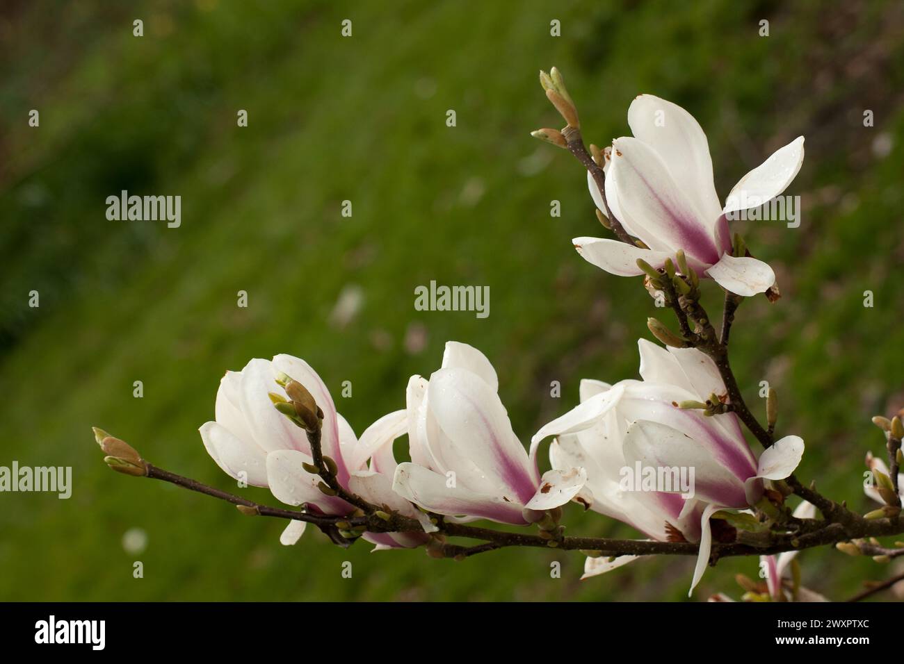 Blooms and branches hi-res stock photography and images - Alamy