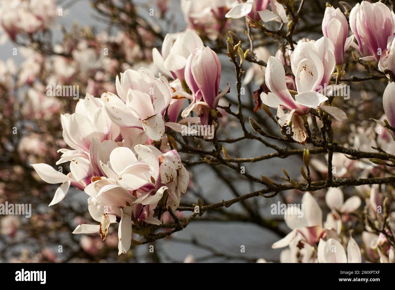 Blooms and branches hi-res stock photography and images - Alamy