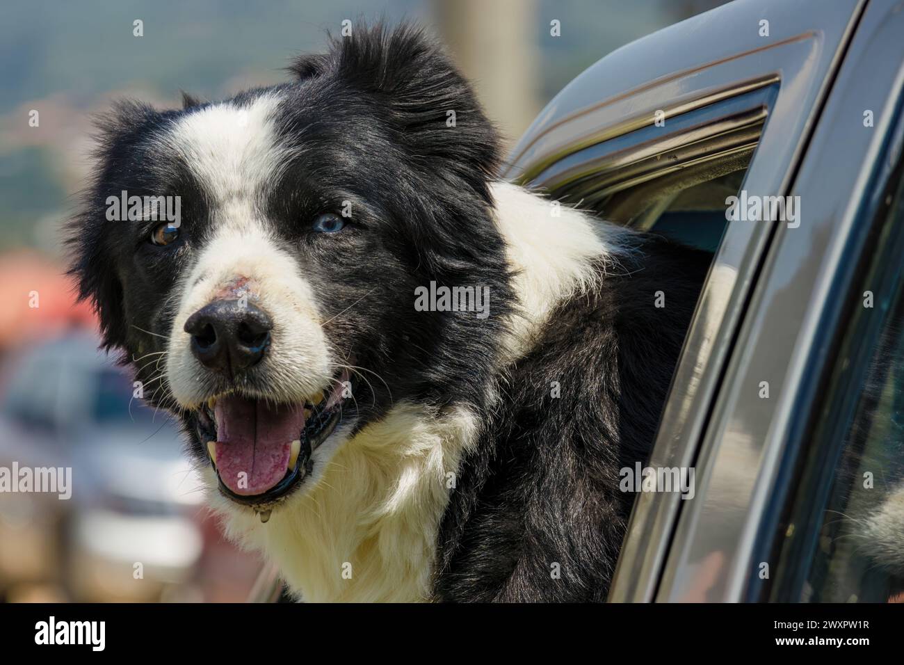 A border collie with heterochromia and the nose peeled, showing the ...