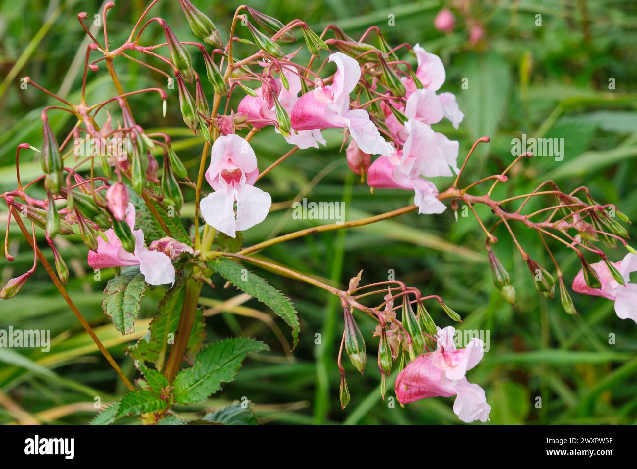 The pink flowers and green seed pods of a Himalayan balsam or Impatiens ...
