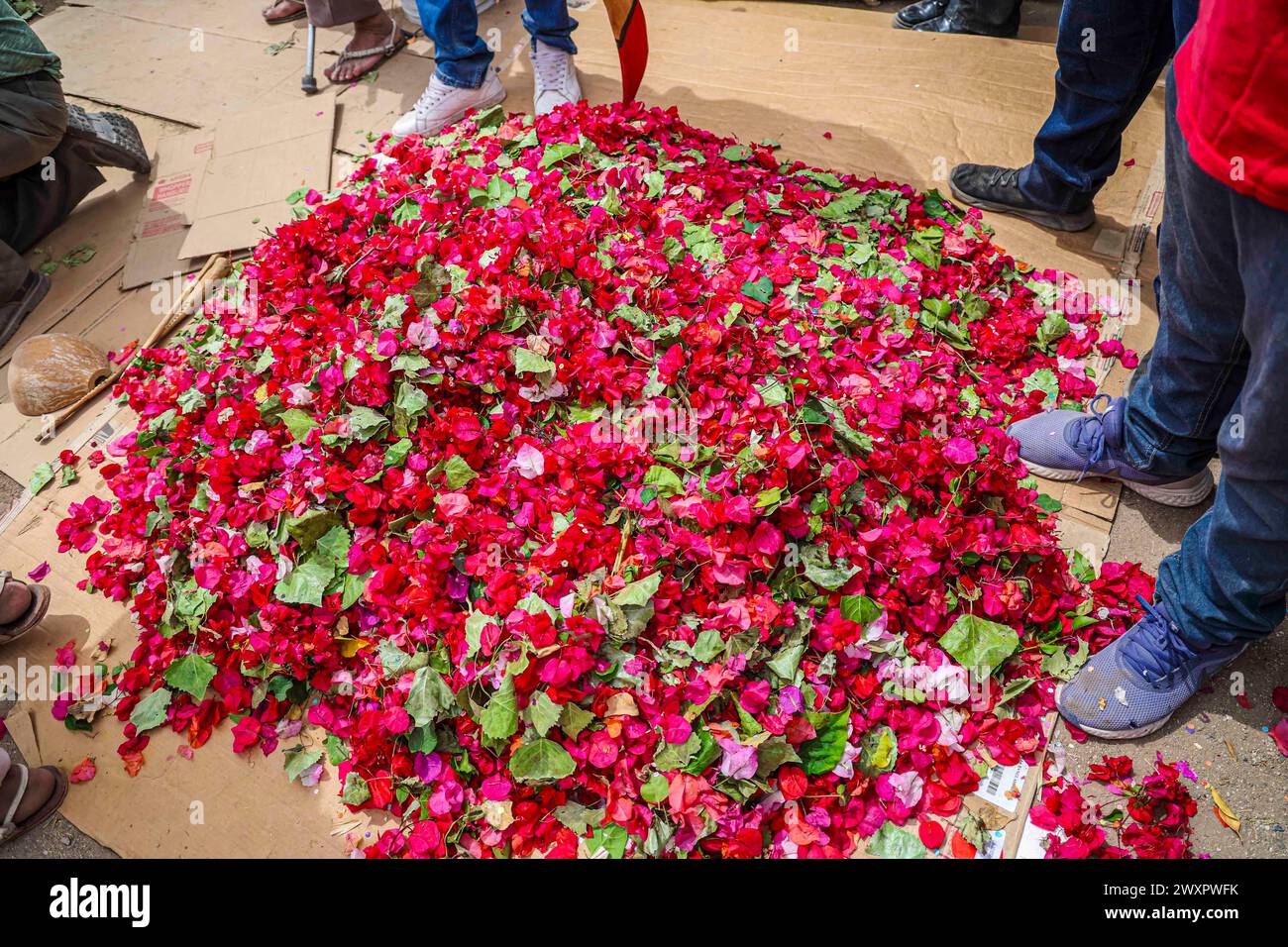 HERMOSILLO, MEXICO - MARCH 30: Detail of bougainvillea flowers on the ...