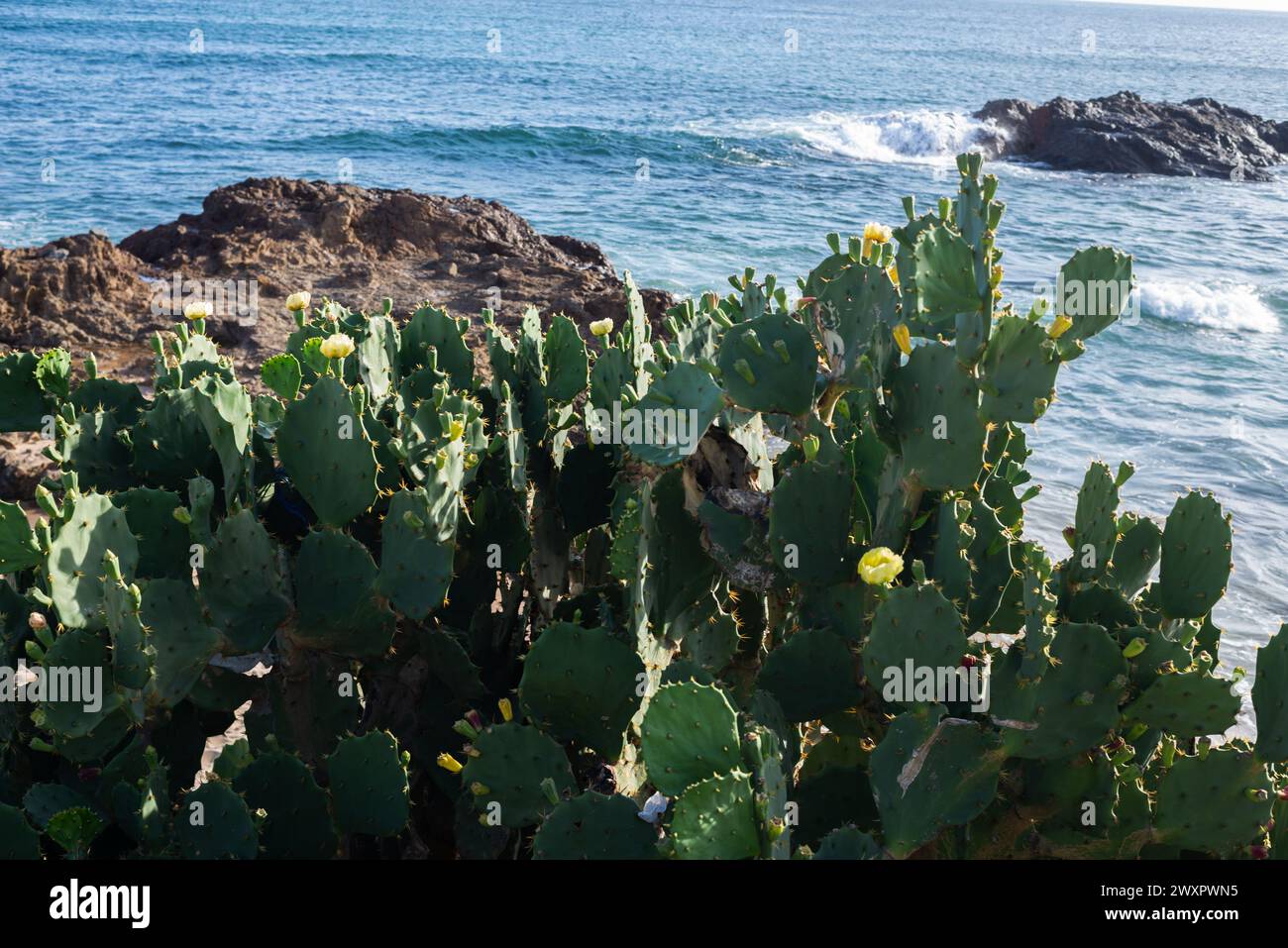 Green prickly pear tree against sea rocks and blue sky. Preserved ...