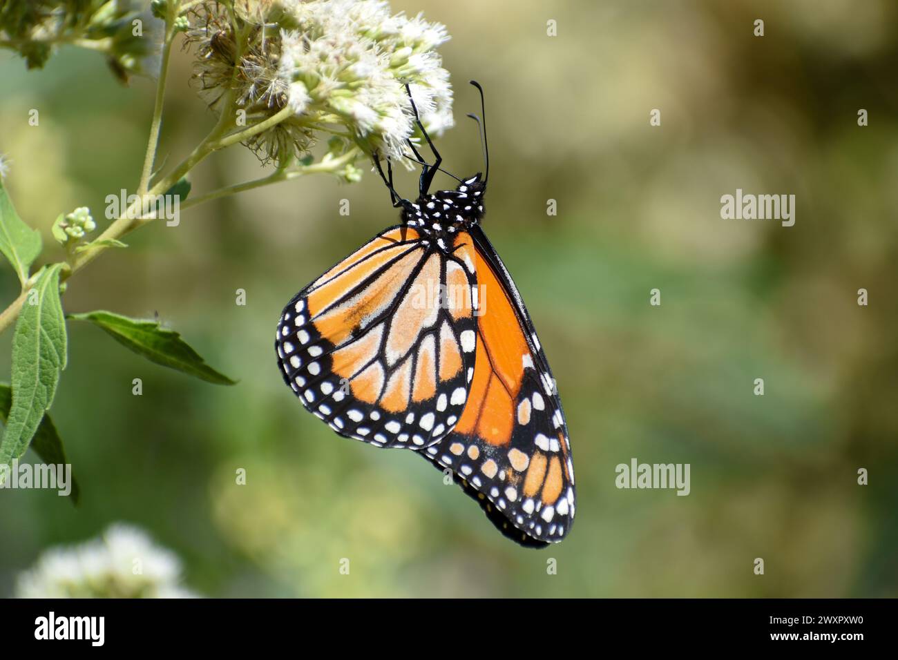 Southern monarch butterfly (Danaus erippus) on Austroeupatorium ...