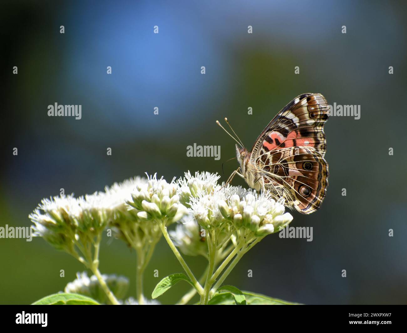 Beautiful Brazilian painted lady (Vanessa braziliensis) butterfly on ...