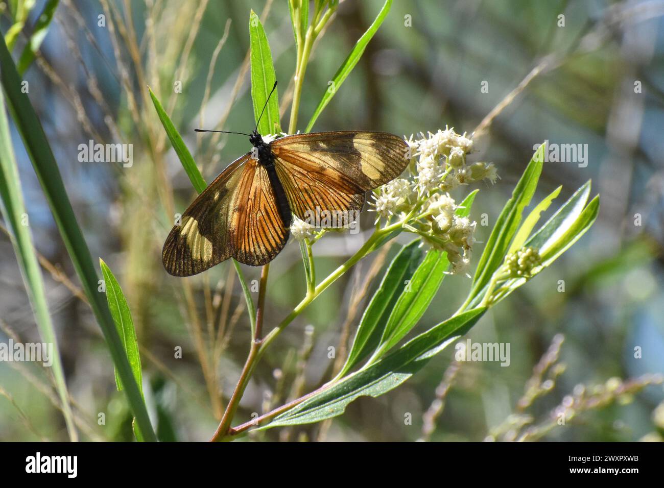 Perezosa comun hi-res stock photography and images - Alamy