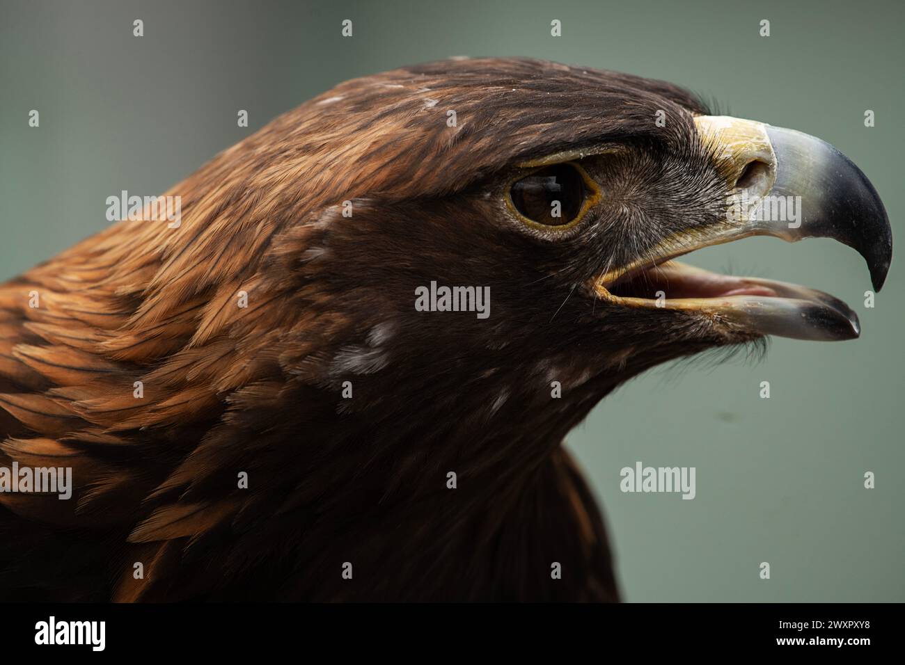 A trained Golden Eagle, Aquila chrysaetos Stock Photo - Alamy