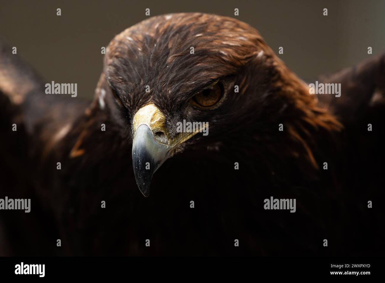 A trained Golden Eagle, Aquila chrysaetos Stock Photo - Alamy