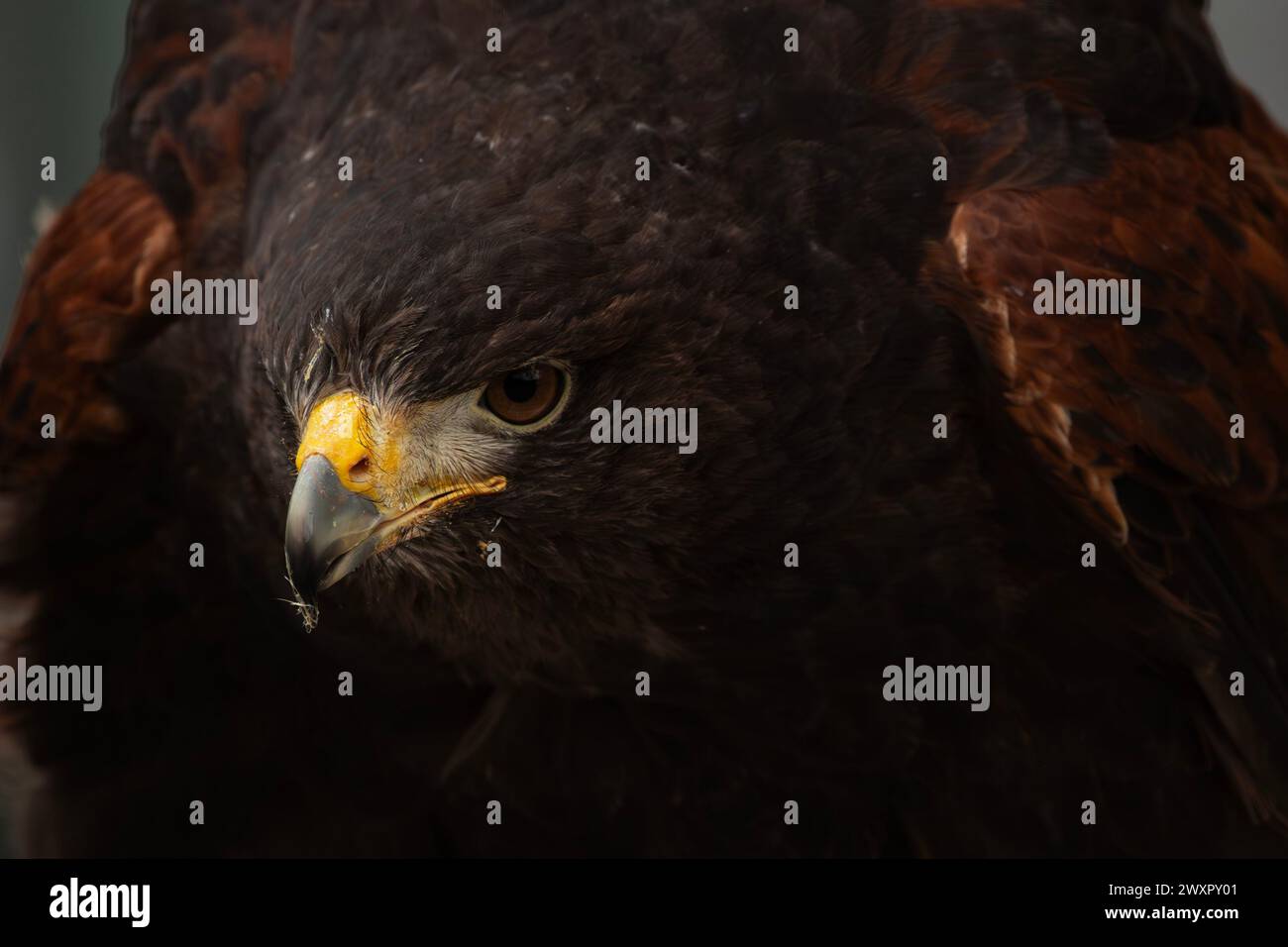 A trained Harris's hawk, formerly known as the bay-winged hawk, dusky ...