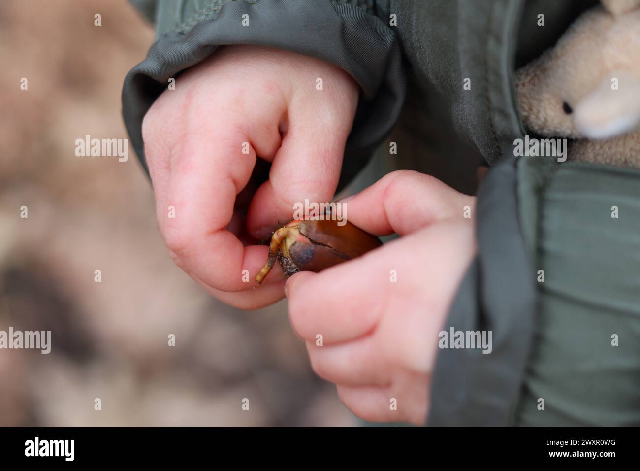 little child's hands holding sprouted acorn and plush toy. concepts ...