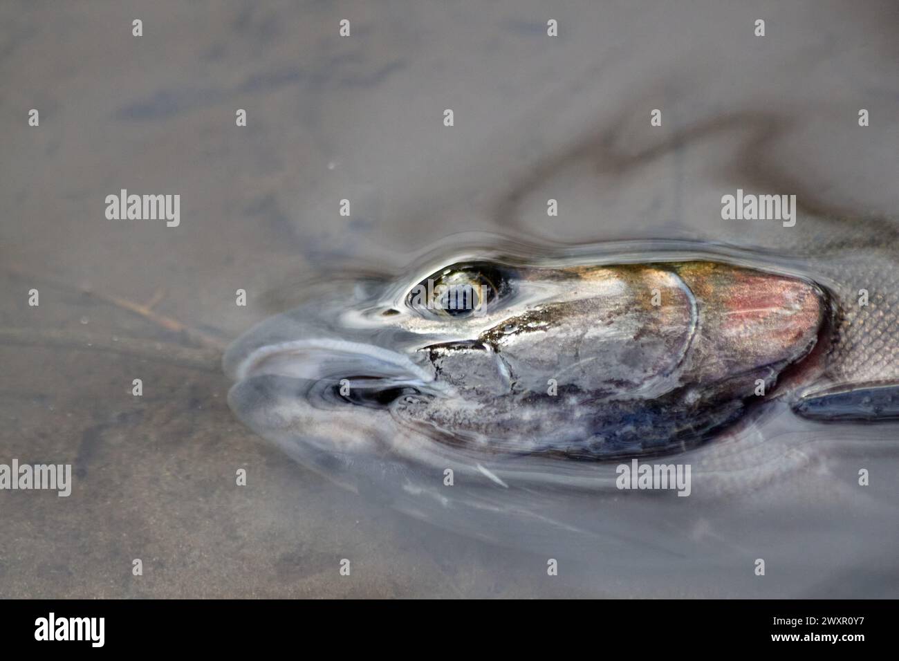 The eye of a dying fish can be seen in the water Stock Photo - Alamy