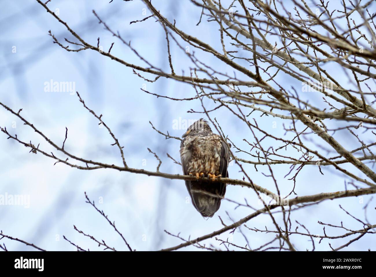 Perching hawk hi-res stock photography and images - Alamy