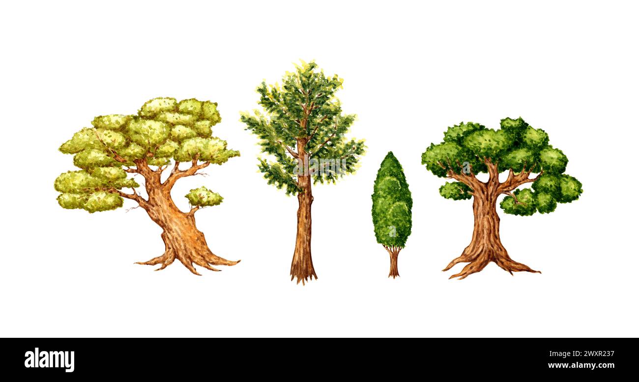 Watercolor illustration set of green trees. Forest plant element maple ...