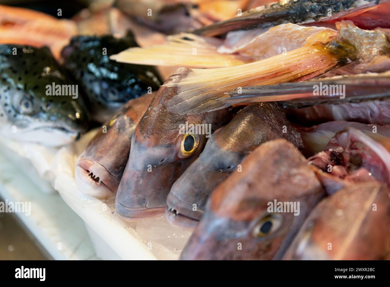 Grey fish hi-res stock photography and images - Alamy