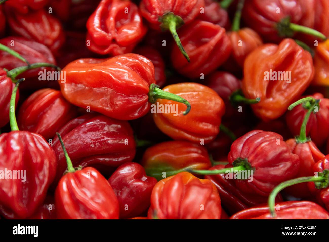 Habanero chillies hi-res stock photography and images - Alamy