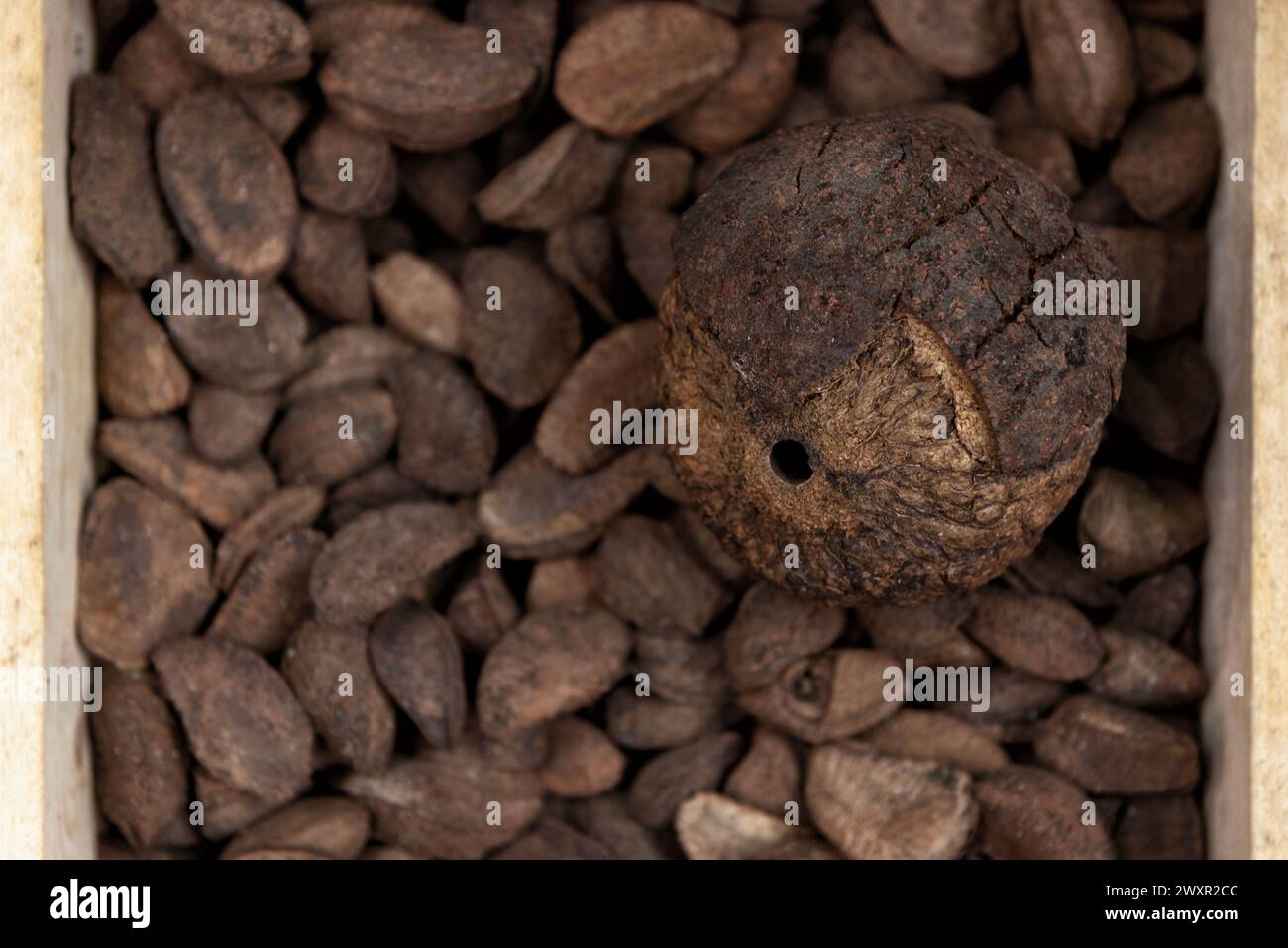 Brazil nut hedgehog, each fruit contains 12 to 25 nuts Stock Photo - Alamy