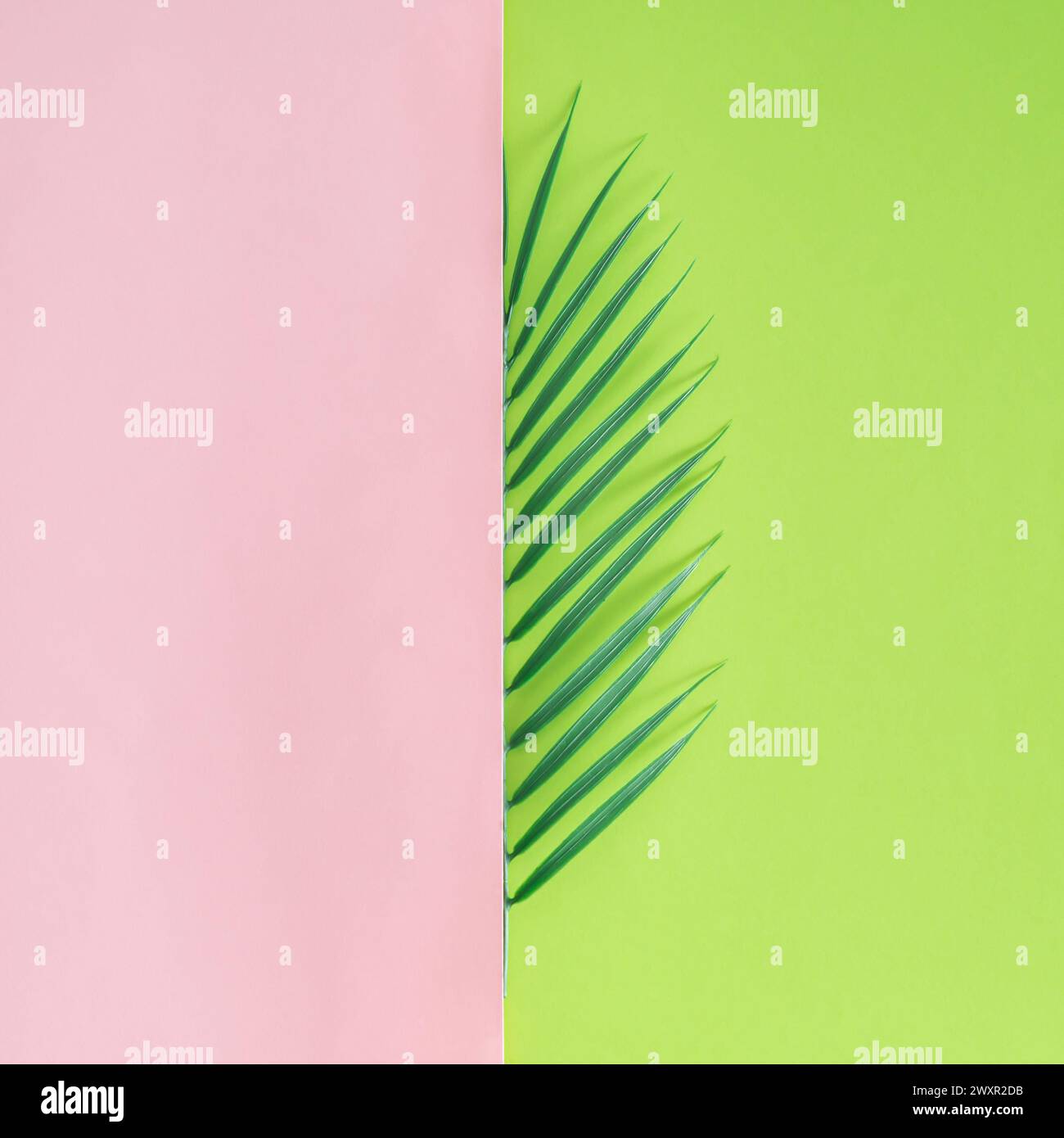 Green tropical palm leaf on pink and green background. Minimal summer ...