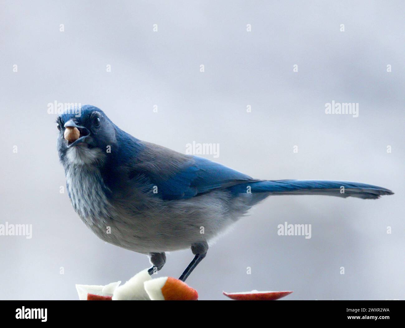 Yellow Billed Blue Finch