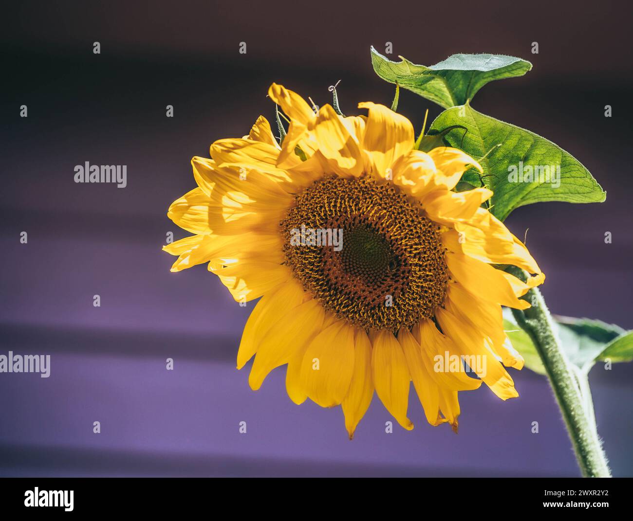 Field head down home hi-res stock photography and images - Alamy
