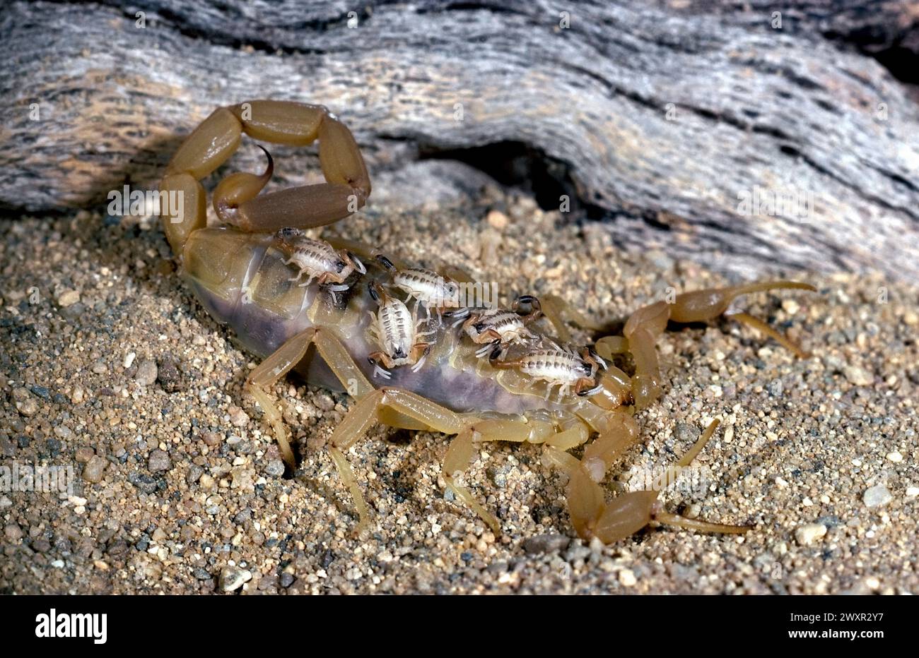 Baby scorpion hi-res stock photography and images - Alamy