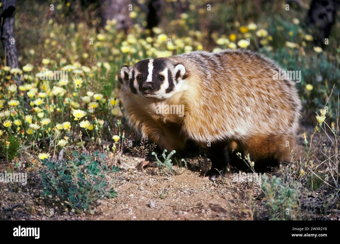 American badger (Taxidea taxus), Sonoran Desert, Arizona, USA Stock ...